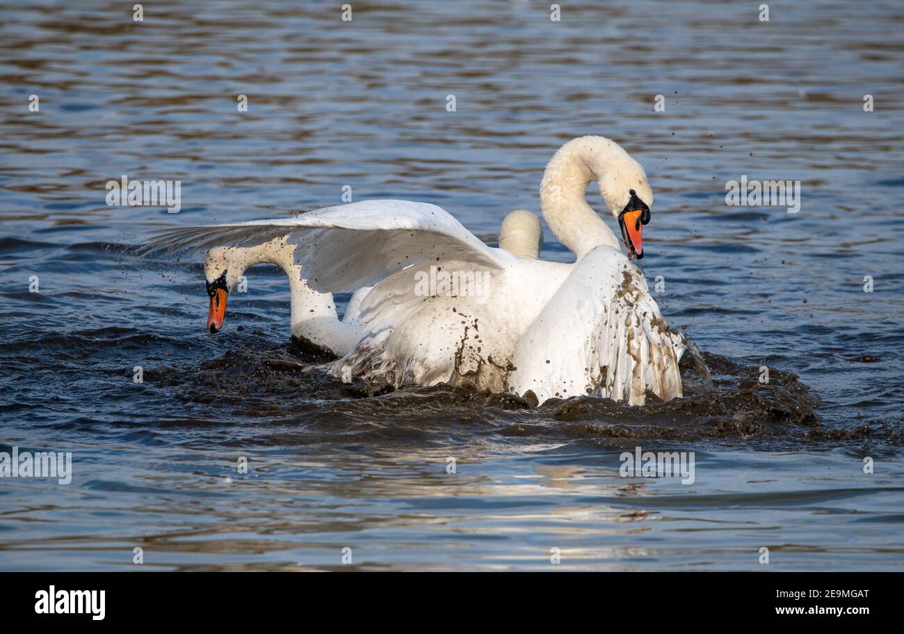Male cob hi-res stock photography and images - Alamy