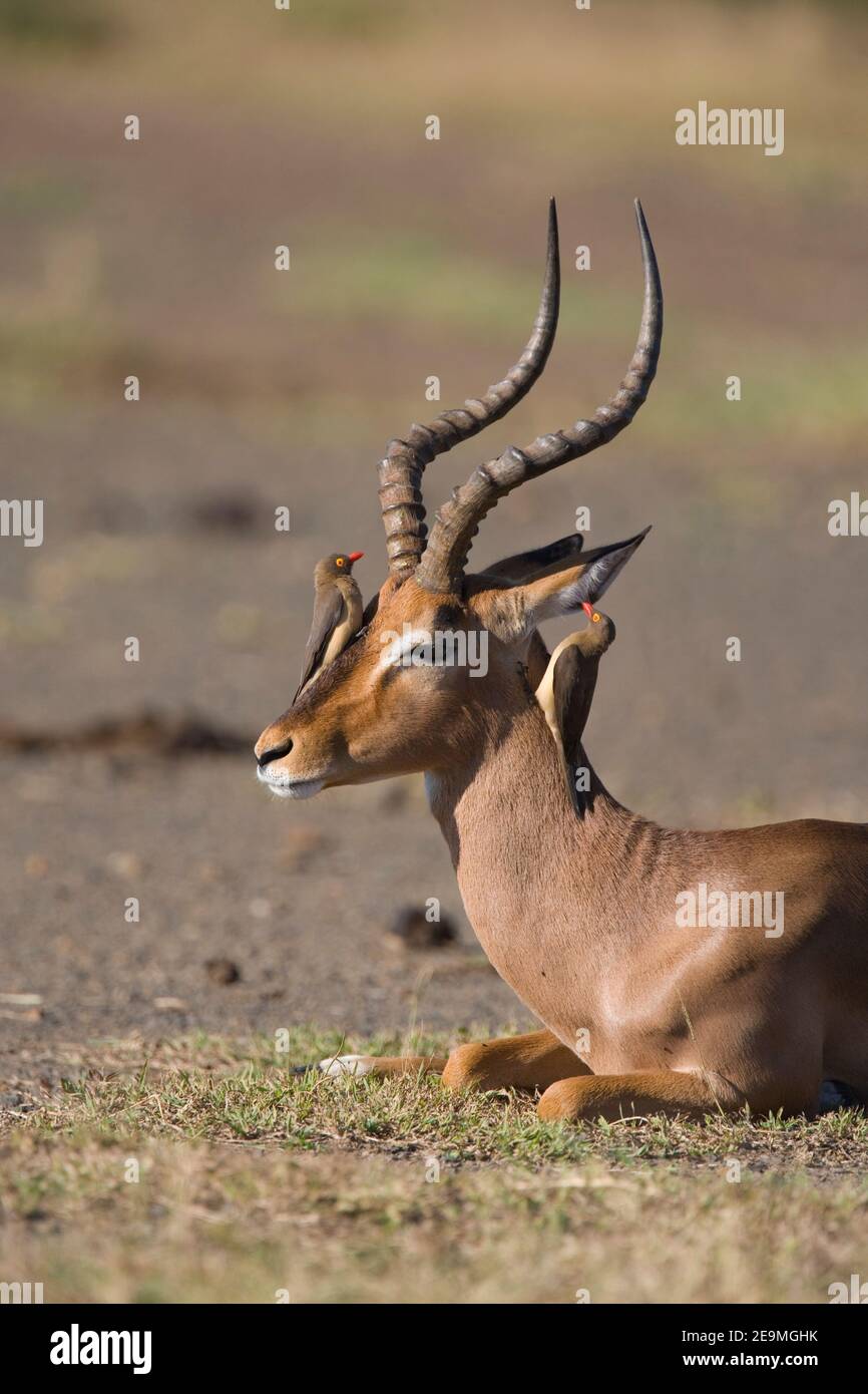 Impala bird hi-res stock photography and images - Alamy