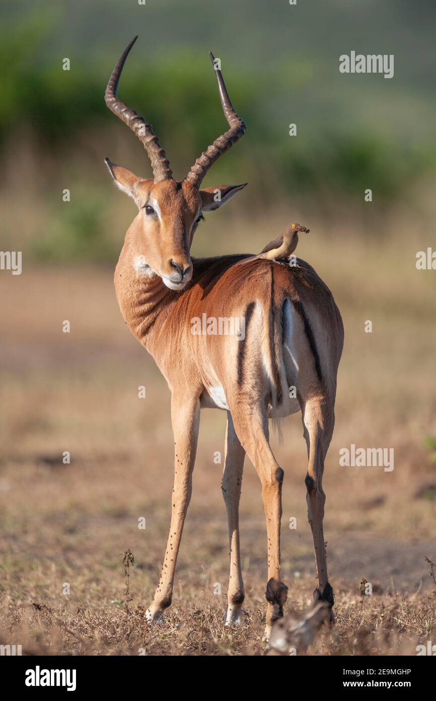 Bird groom impala hi-res stock photography and images - Alamy