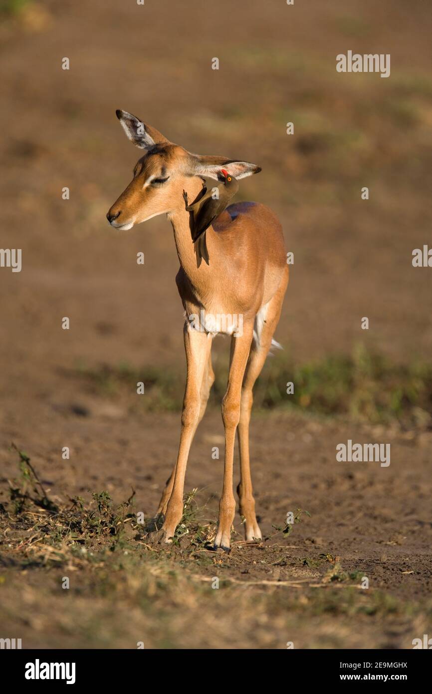 Bird groom impala hi-res stock photography and images - Alamy
