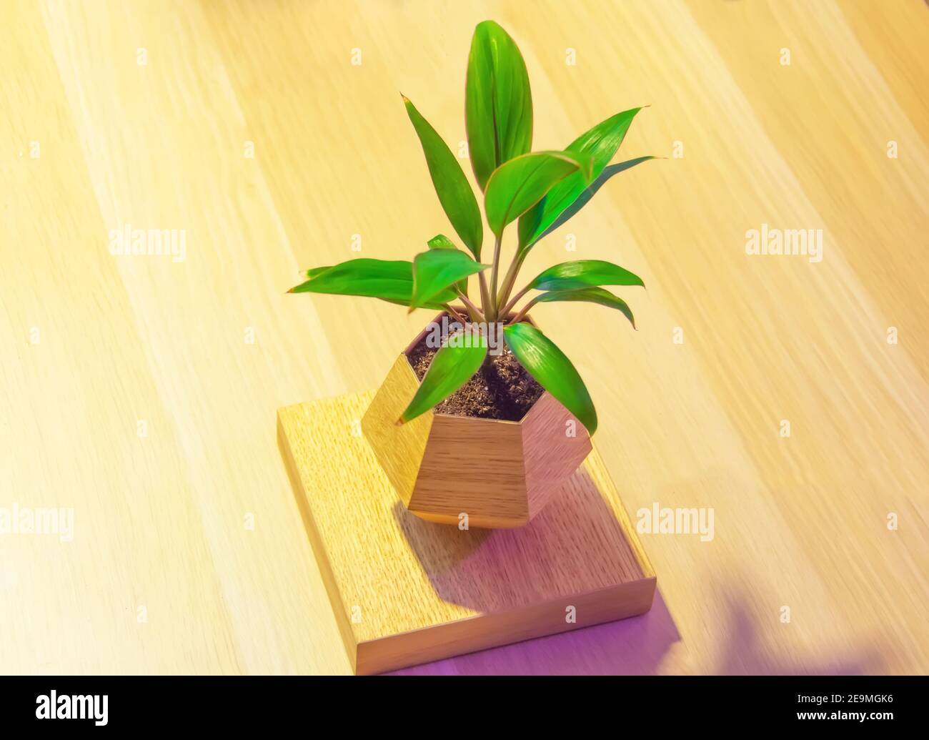 Hovering flying rotating in air potted plant pot on table in front of ...