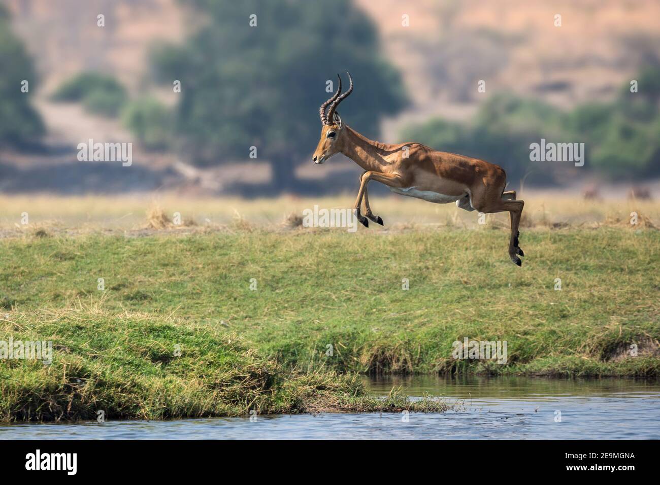 Antelope jumping hi-res stock photography and images - Alamy