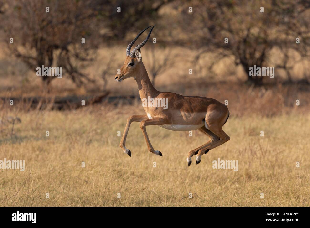 Impala leap hi-res stock photography and images - Alamy