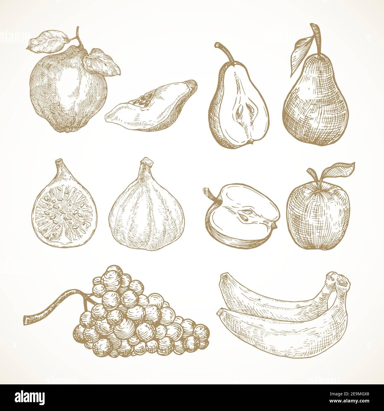 Hand Drawn Fruits Vector Illustrations Collection. Apples, Pears ...