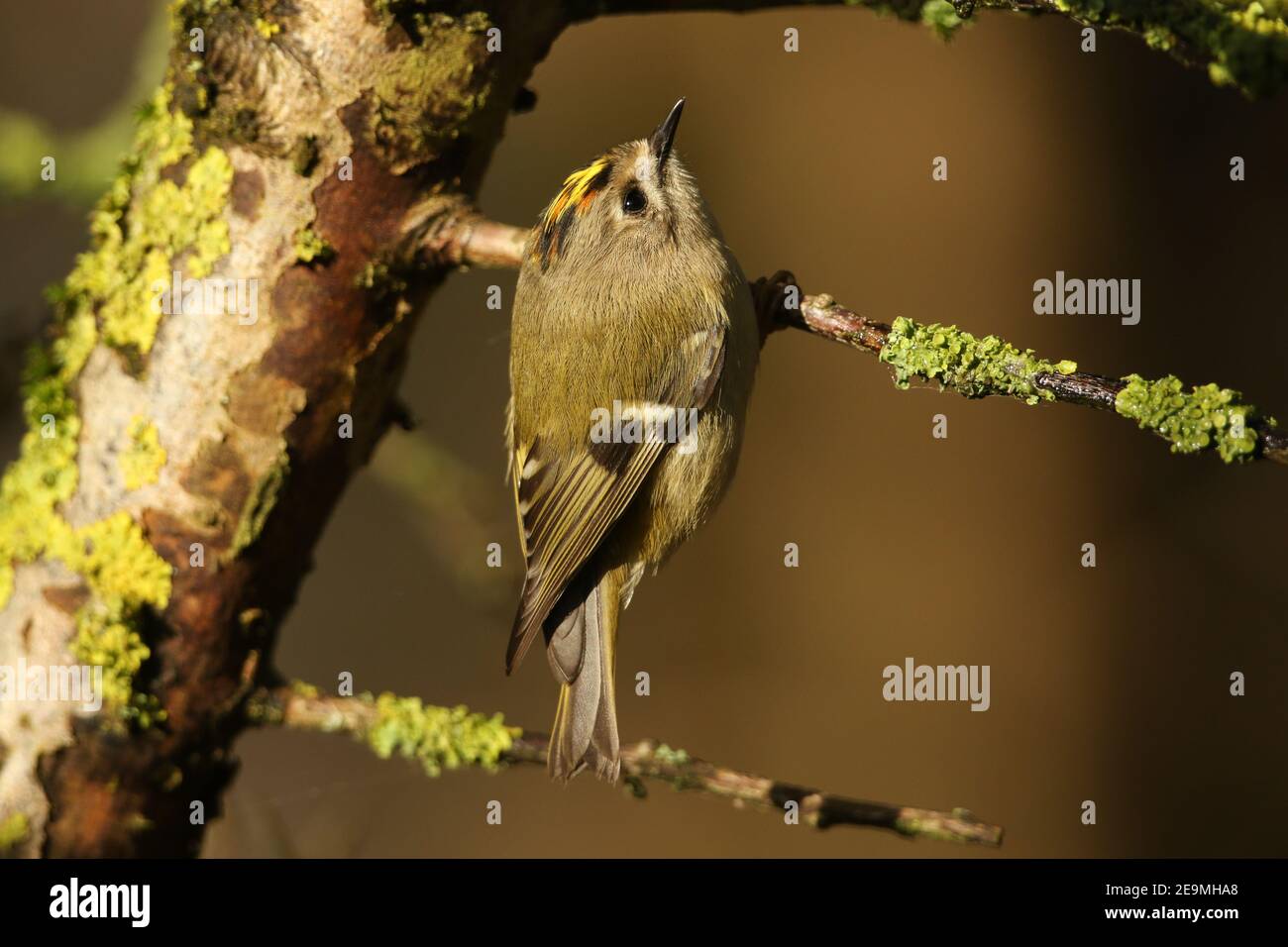 A cute Goldcrest, Regulus regulus, holding onto a small twig and ...