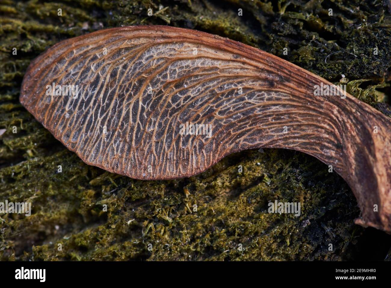 Norway maple seed hi-res stock photography and images - Alamy