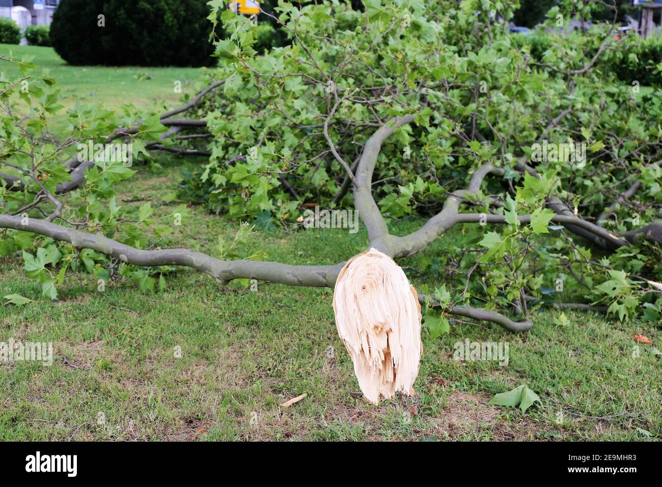 Uprooted tree after a storm Stock Photo - Alamy