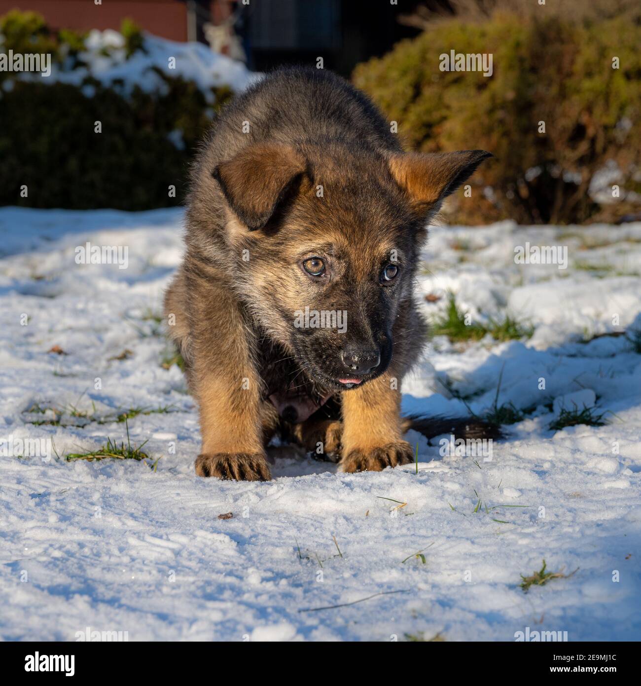 A nine weeks old German Shepherd puppy chewing on ice. Snow in the ...
