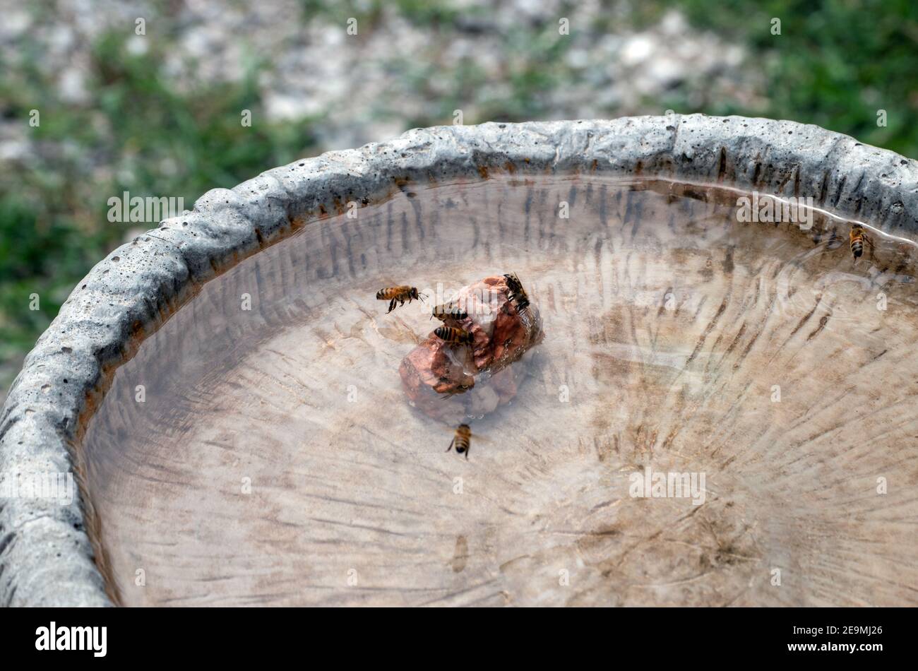 A defocused effect draws the eye to the bee in flight with wings in ...