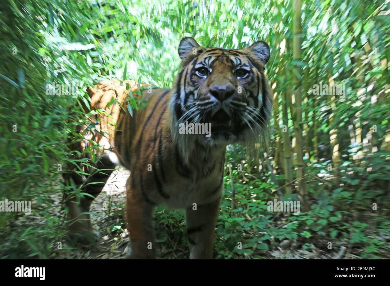 Sumatra tiger hi-res stock photography and images - Alamy