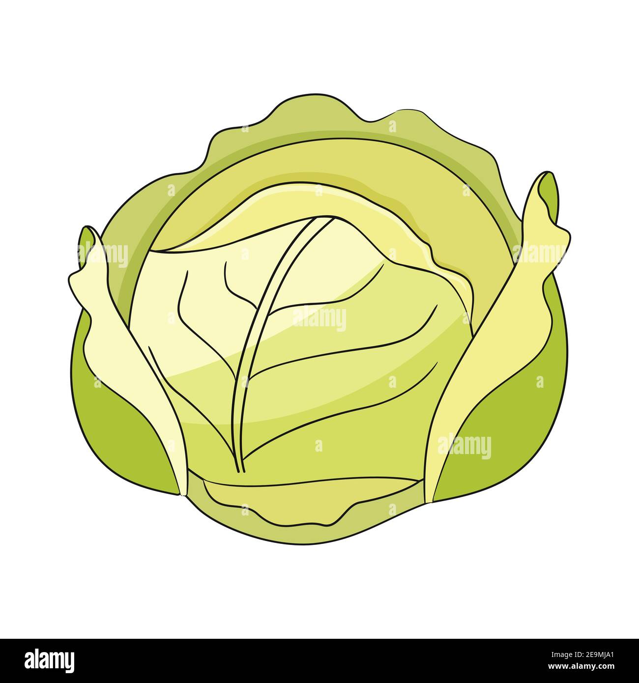 Cabbage vector illustration isolated on white background Stock Vector ...