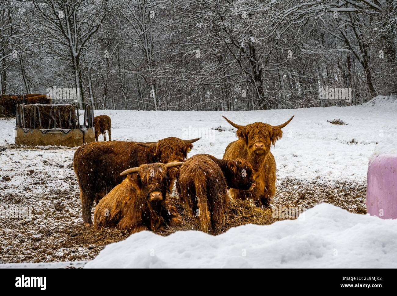 Highland Cattle Snow