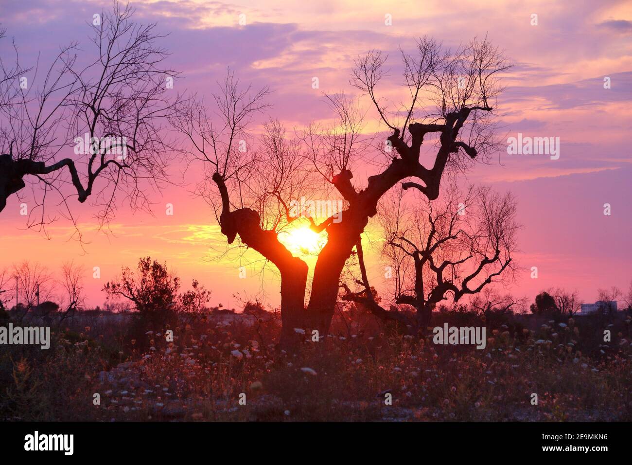 Italian olive trees - sunset view in Bari Province, Italy Stock Photo ...