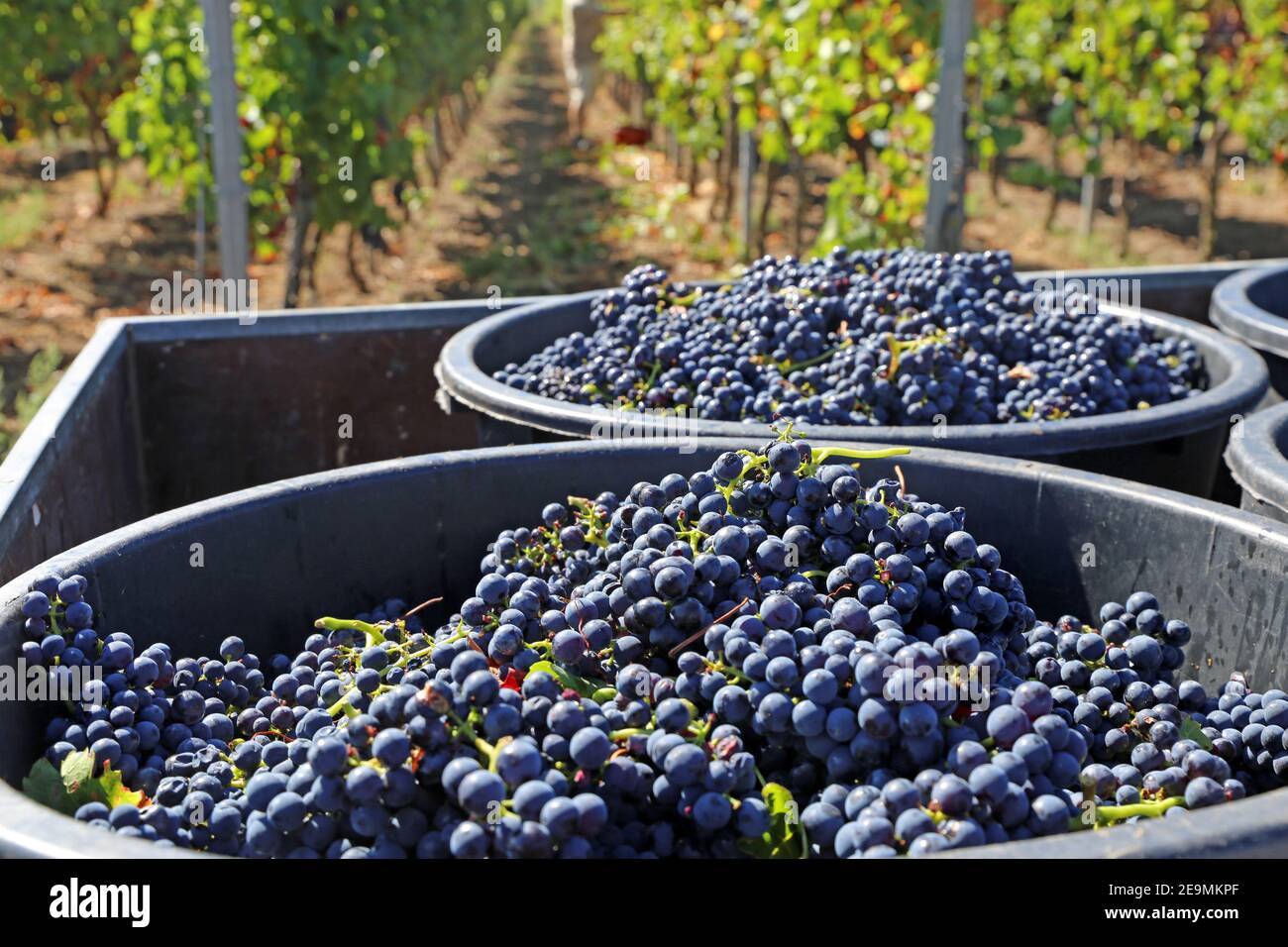Grape harvest: Hand harvest of Pinot Noir and Pinot Gris grapes Stock Photo - Alamy