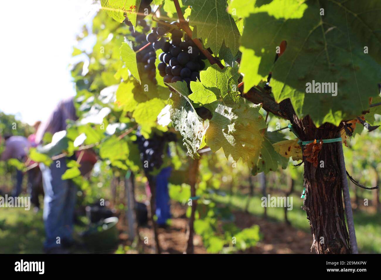 Grape harvest: Hand harvest of Pinot Noir and Pinot Gris grapes Stock Photo - Alamy