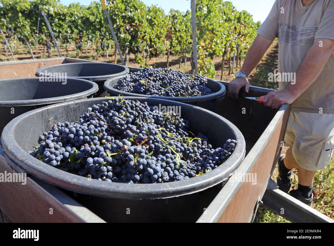 Grape harvest: Hand harvest of Pinot Noir and Pinot Gris grapes Stock ...