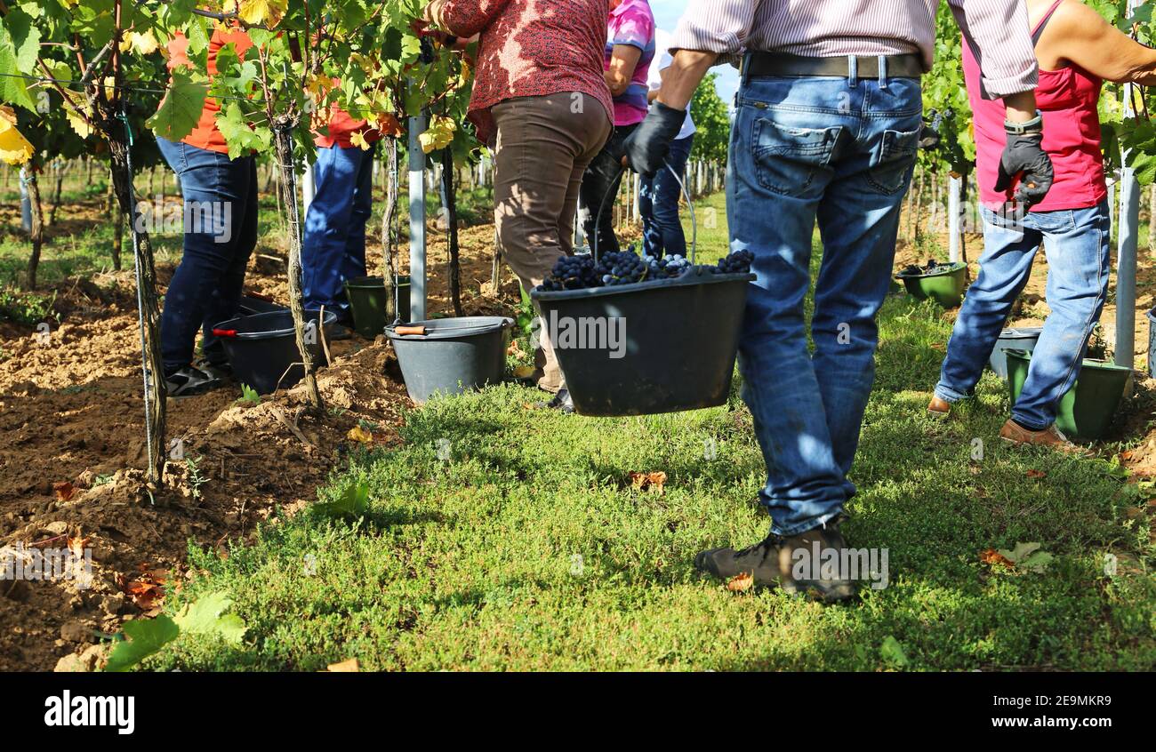 Grape harvest: Hand harvest of Pinot Noir and Pinot Gris grapes Stock ...