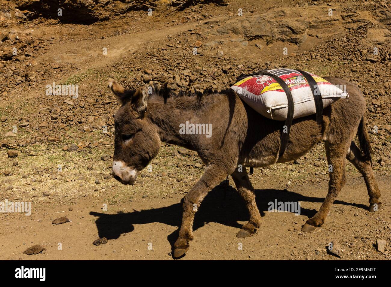 Basotho donkey hi-res stock photography and images - Alamy