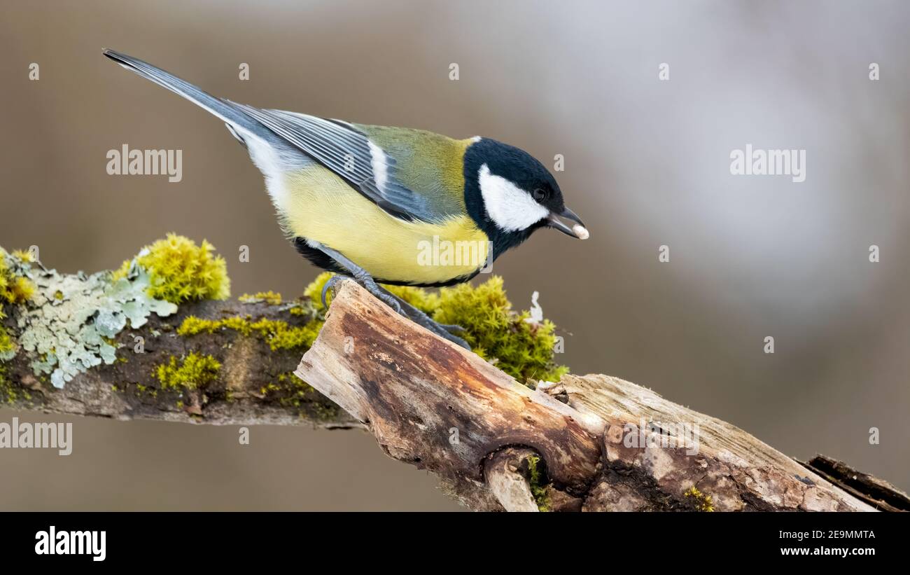 bird, natur, ast, wild lebende tiere, stieglitz, tier, baum, finch ...