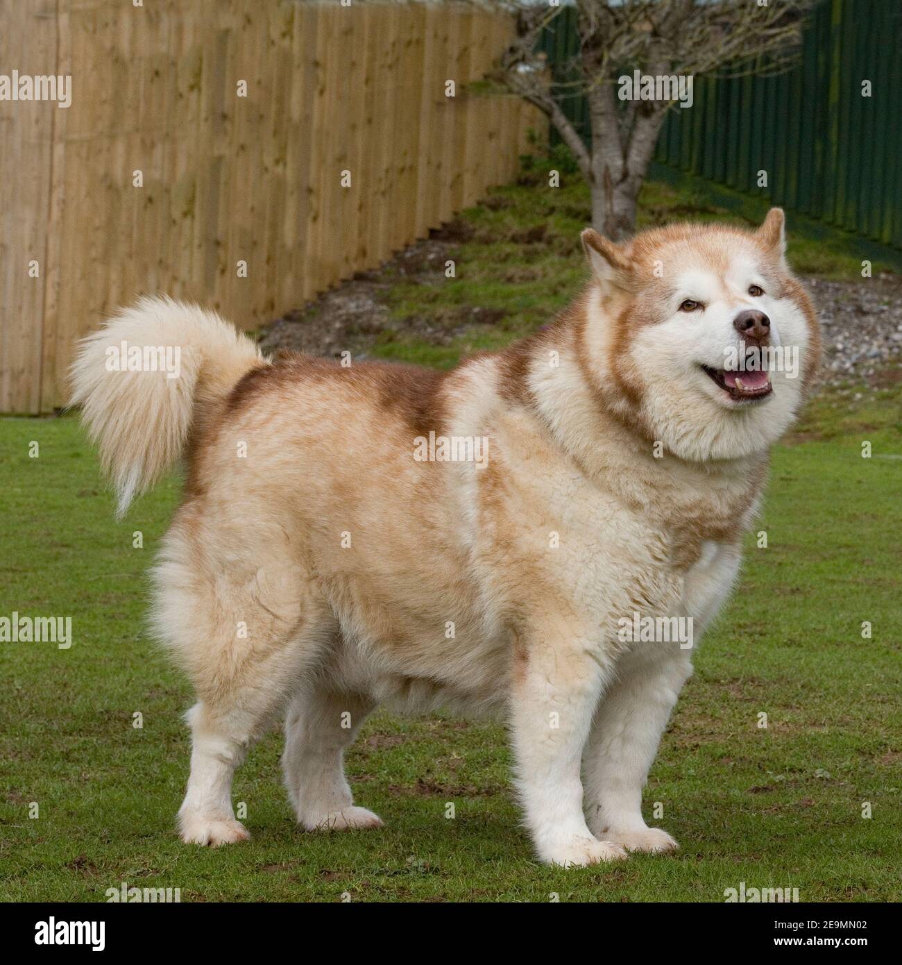 Red Giant Alaskan Malamute