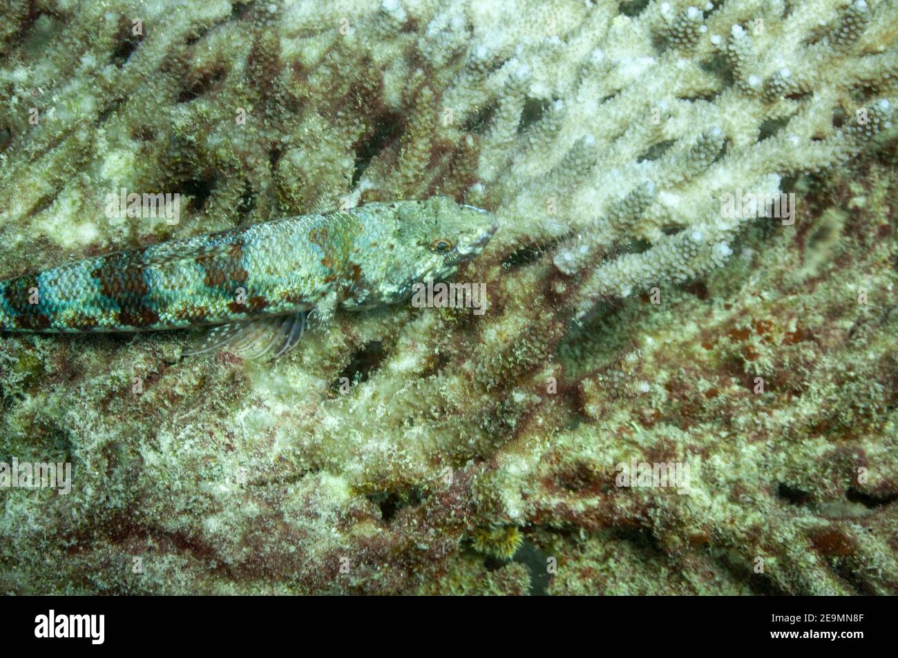 Deep sea lizardfish hi-res stock photography and images - Alamy