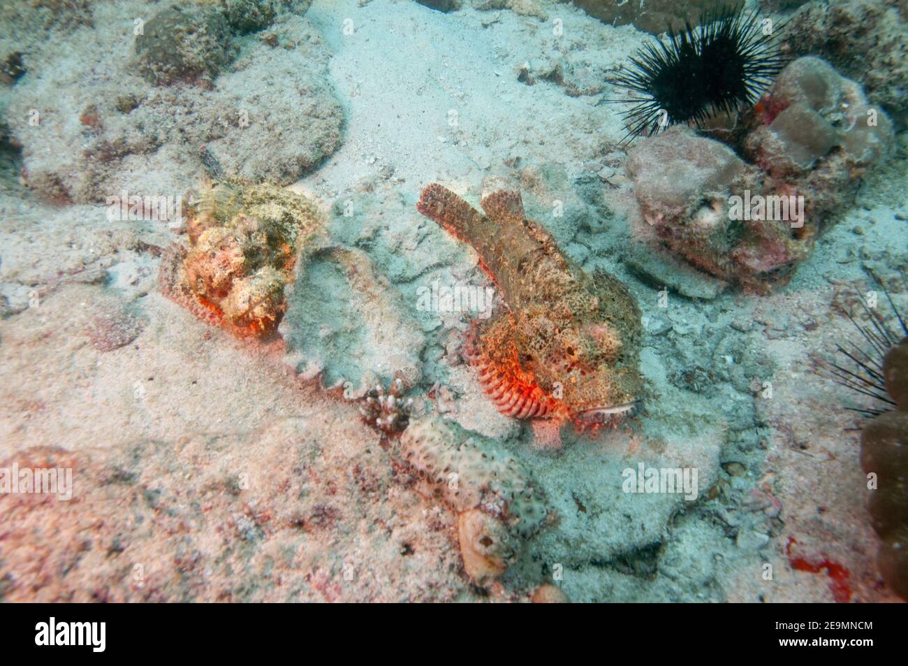 Two Scorpionfish on the floor ocean with rocks Stock Photo - Alamy