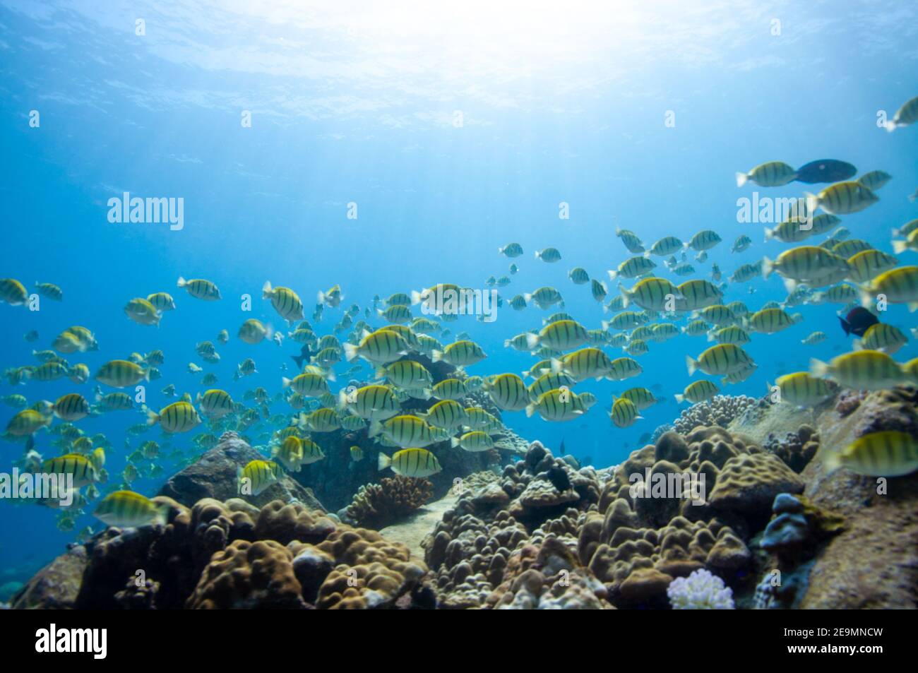 School of yellow Convict Tangs fish (Acanthurus triostegus). Seychelles ...