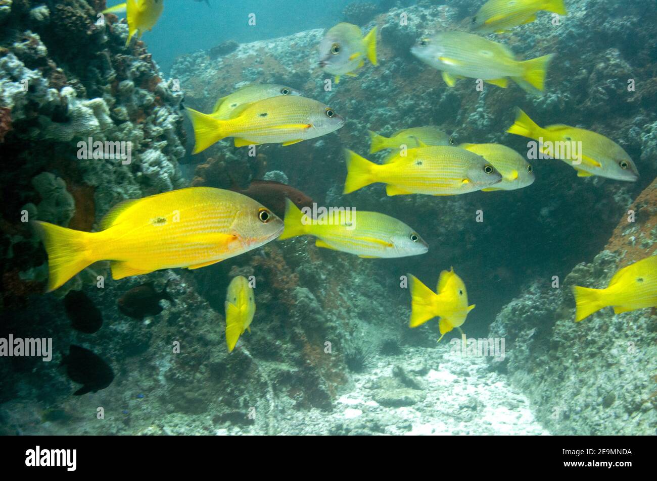 Red snapper swimming hi-res stock photography and images - Alamy