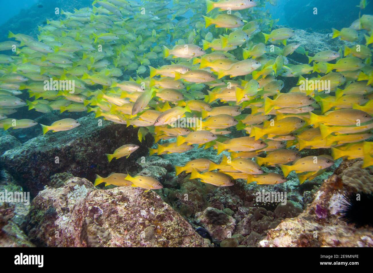 School of Blackspot Snapper (Lutjanus fulviflamma), Seychelles Stock ...