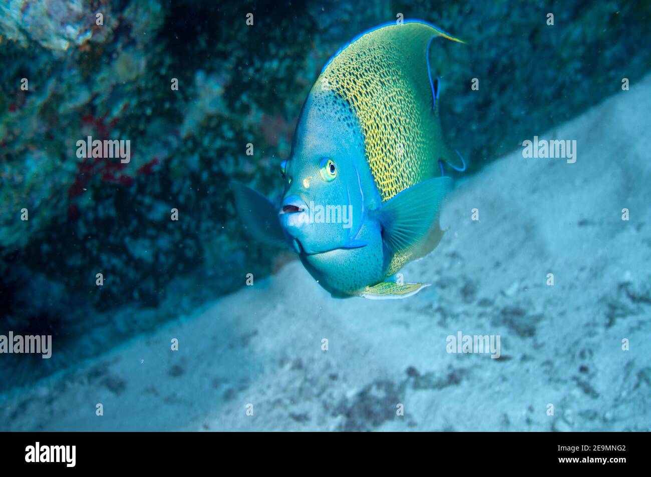 Underwater sea life. Portrait of a Semicircle Angelfish (Pomacanthus ...