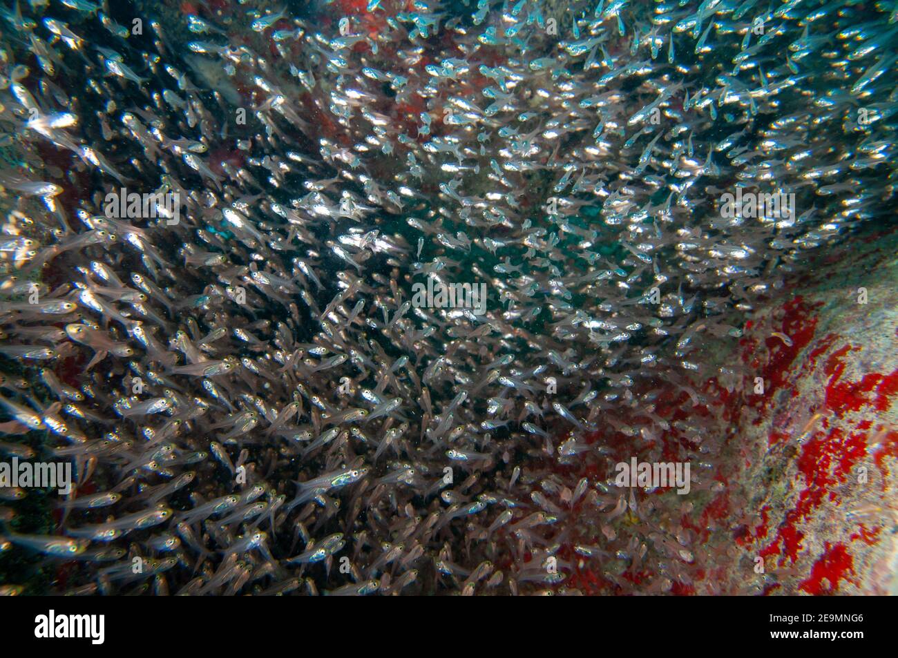 Underwater Cave Animals