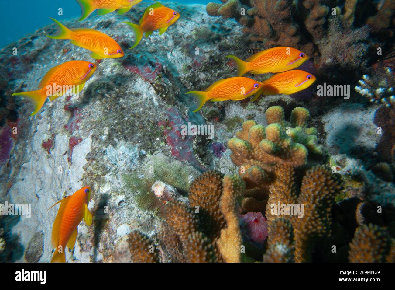 School of Lyretail Anthias (Pseudanthias squamipinnis) over the coral reef Stock Photo - Alamy