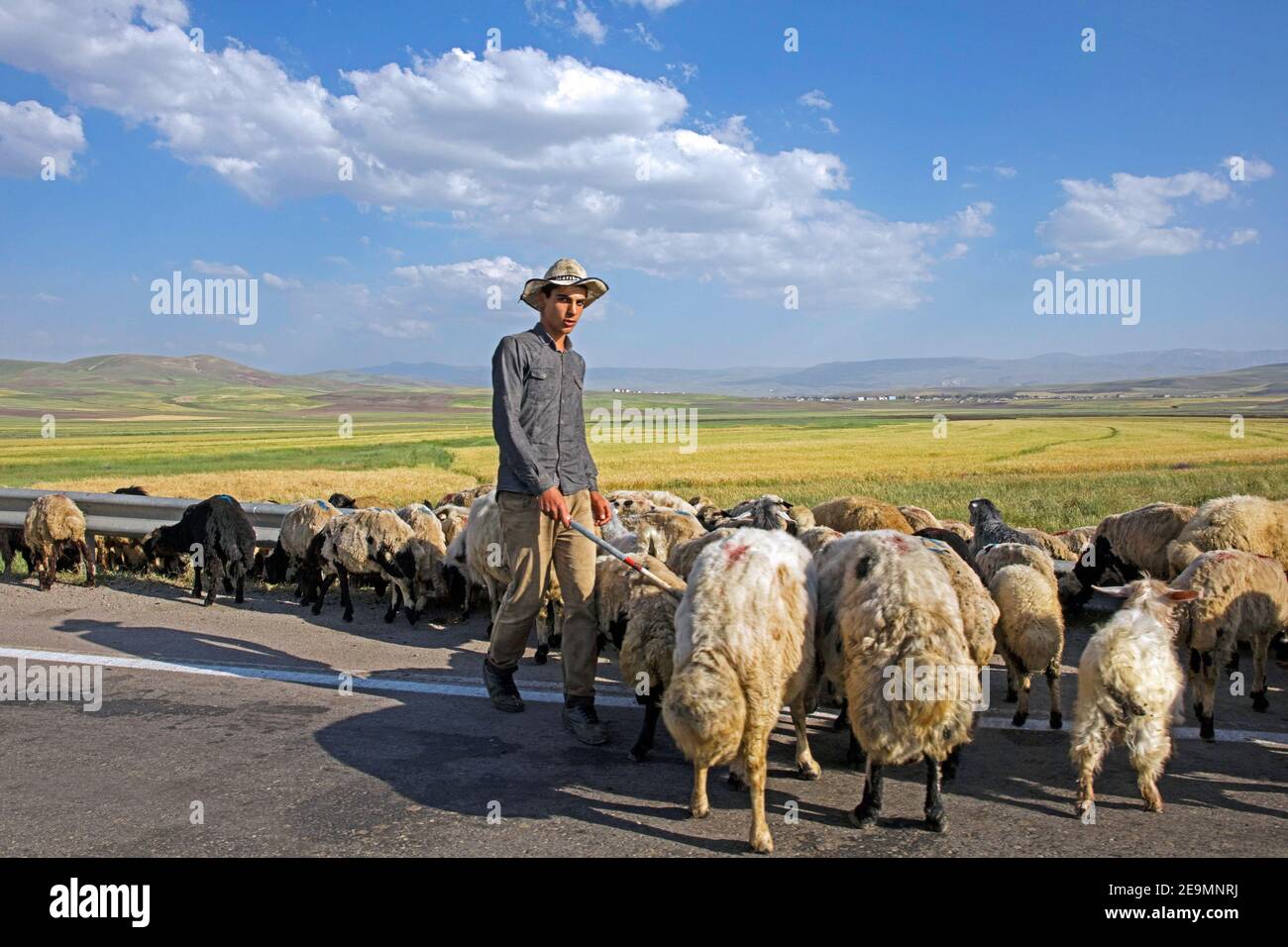 Young Turkish sheepherder shepherd herding flock of sheep along road ...