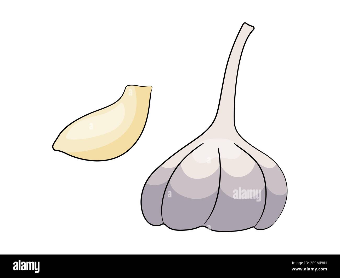 Garlic vector illustration on white background Stock Vector Image & Art ...