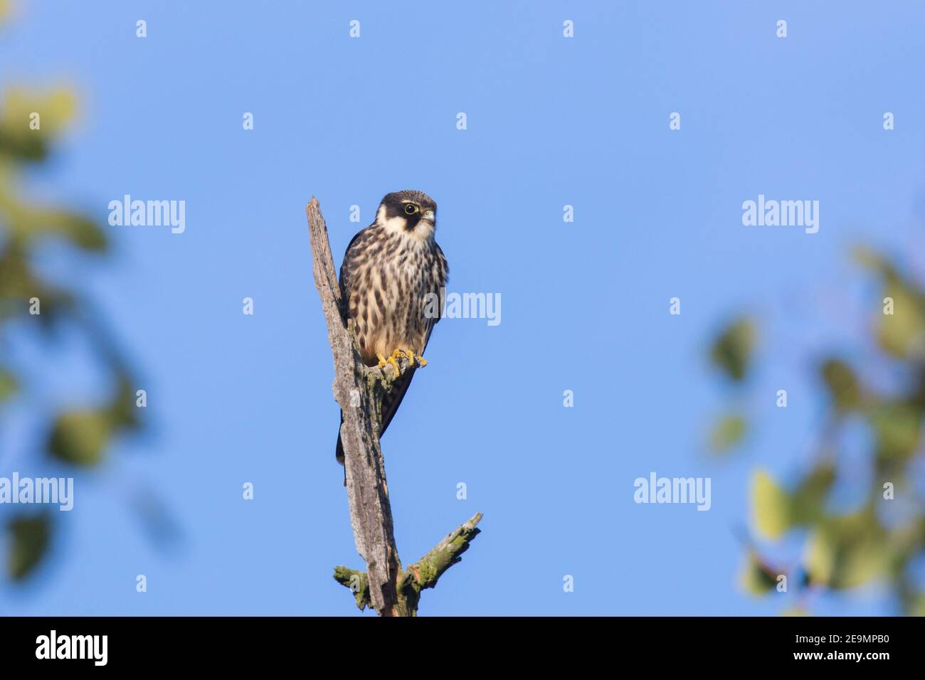 European falcon falco subbuteo hi-res stock photography and images - Alamy