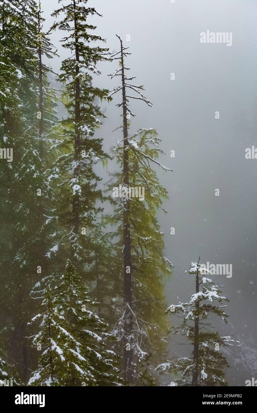 Conifer trees on a foggy late autumn day viewed from the High Steel ...