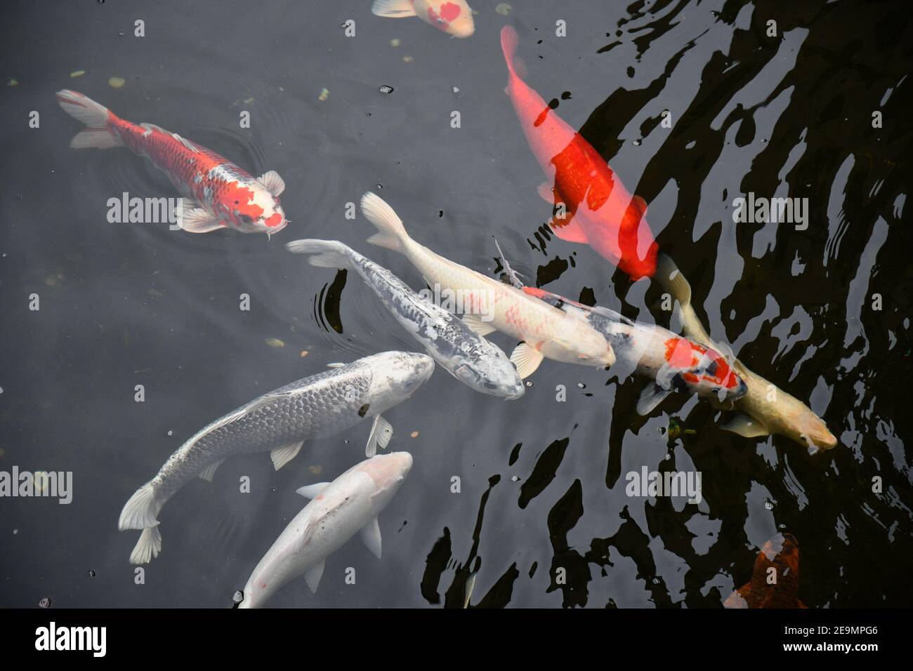 Fish at surface of lake hi-res stock photography and images - Alamy