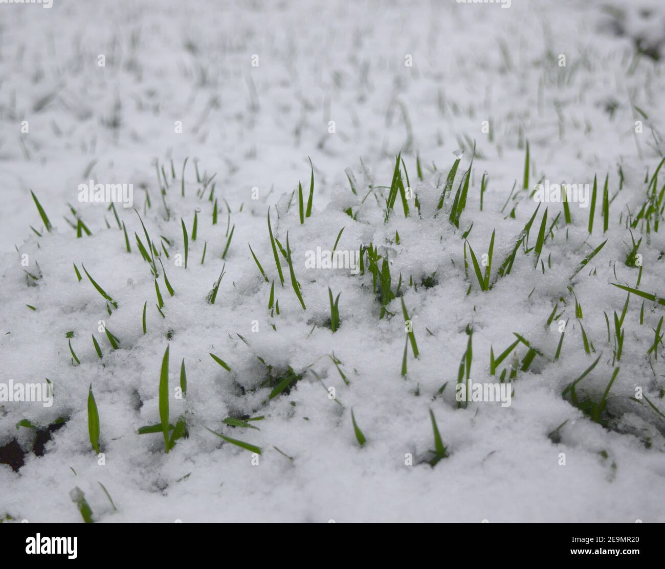 Grass pushing through snow hi-res stock photography and images - Alamy