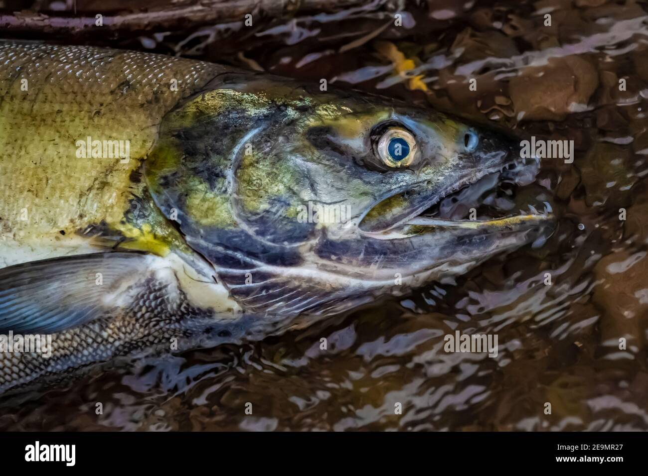 Dead canal fish hi-res stock photography and images - Alamy
