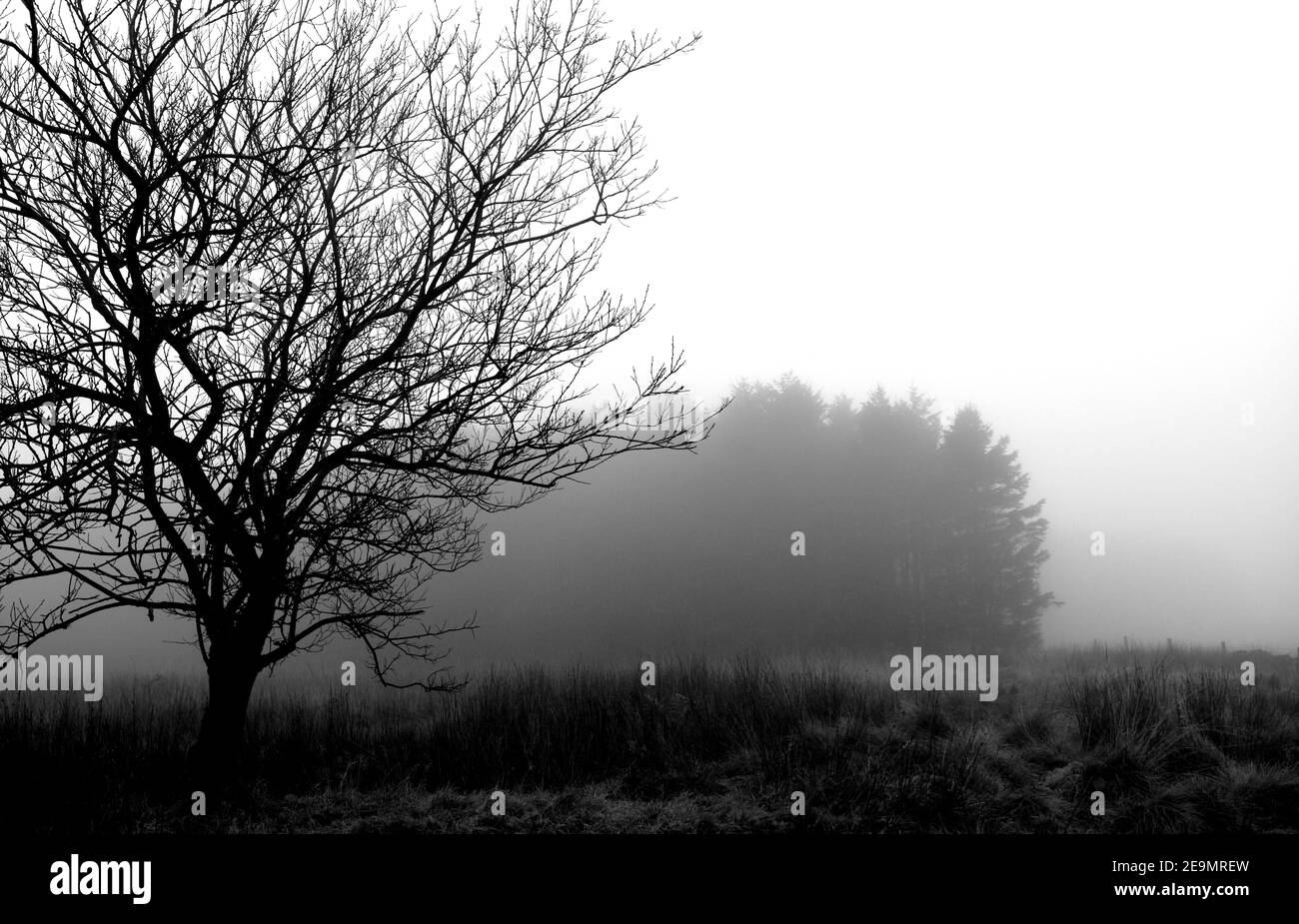 Rossendale forest hi-res stock photography and images - Alamy