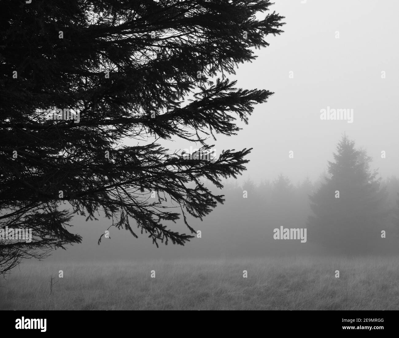Misty trees up in the moors in England, United Kingdom in winter Stock ...