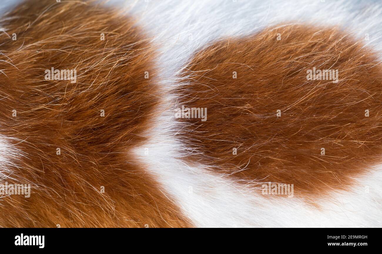 White dog fur texture hi-res stock photography and images - Alamy