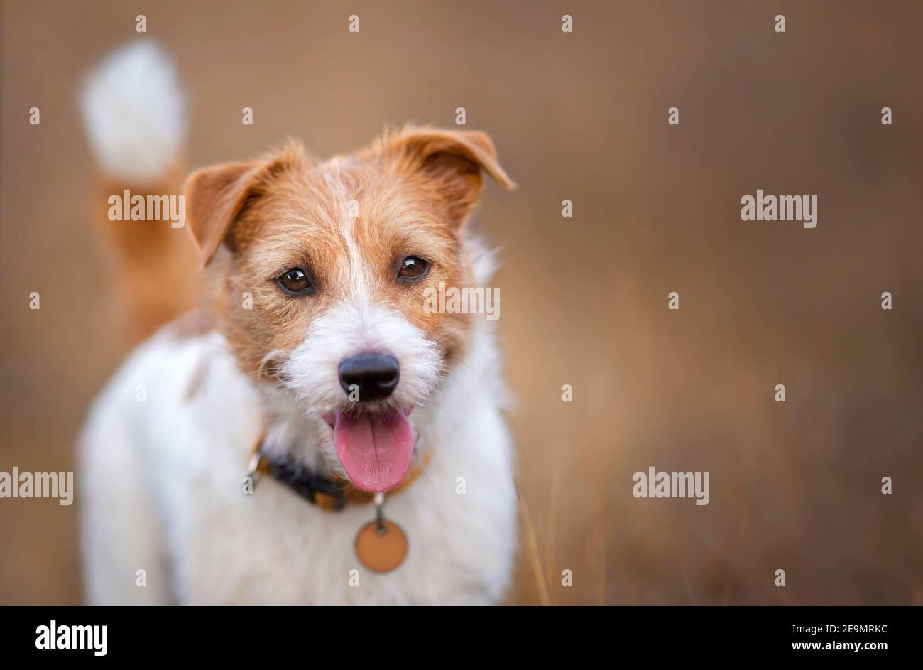 Funny dog face. Happy smiling cute jack russell terrier pet puppy ...