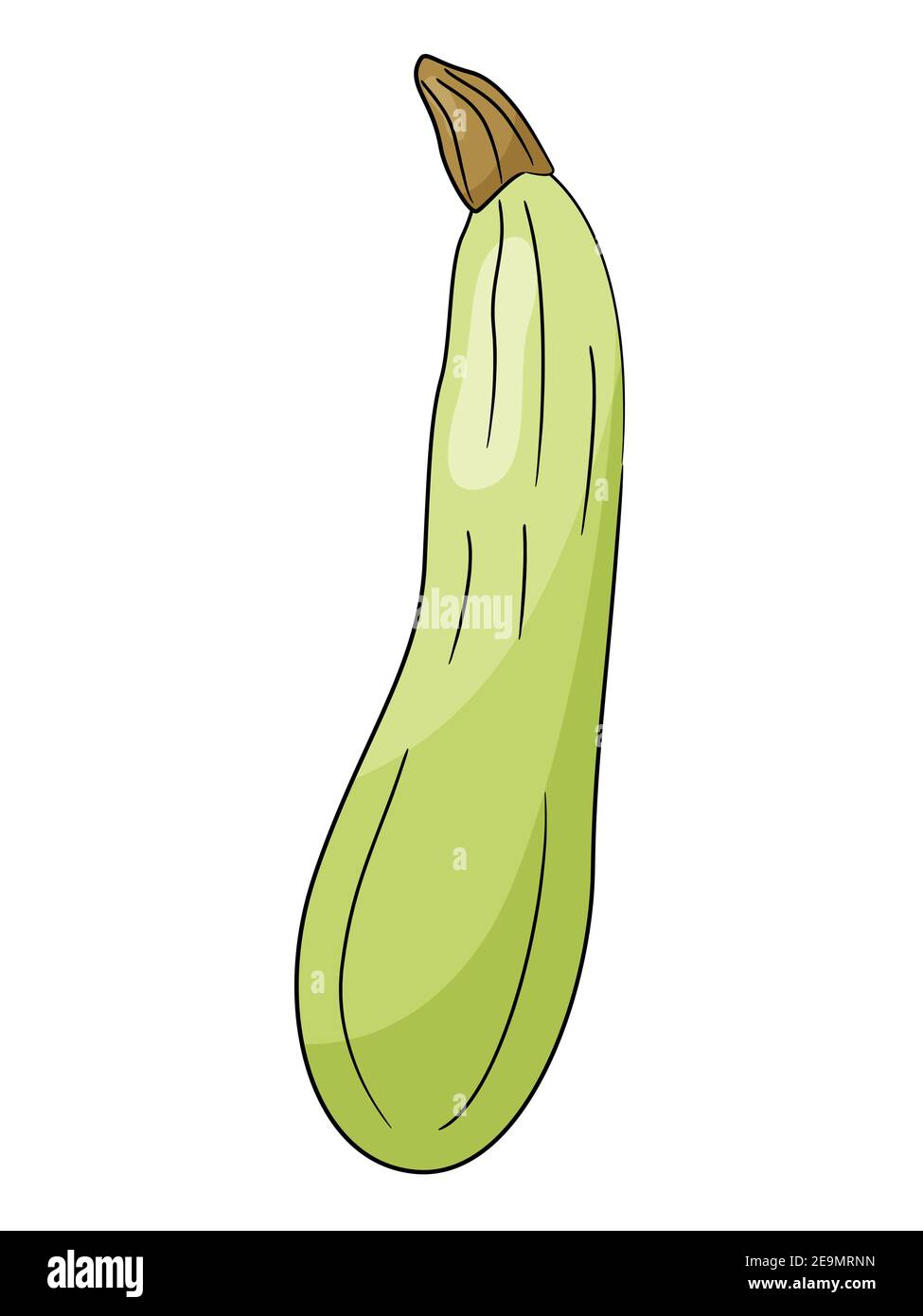 Squash vector illustration on white background Stock Vector Image & Art ...