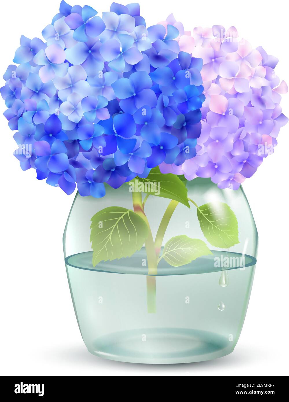 Realistic hydrangea flower in glass jar with water isolated on white ...
