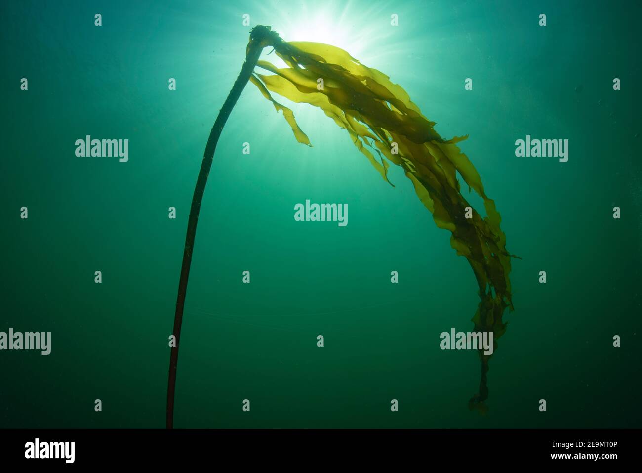 Bull plant hi-res stock photography and images - Alamy