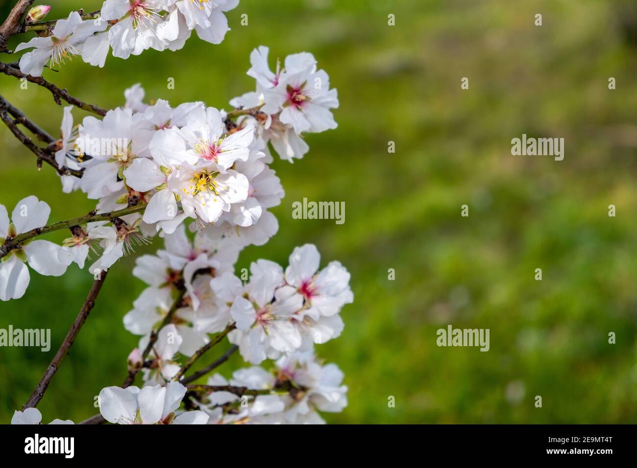 Almond tree blooming closeup. Spring blossoms. White pink buds and ...