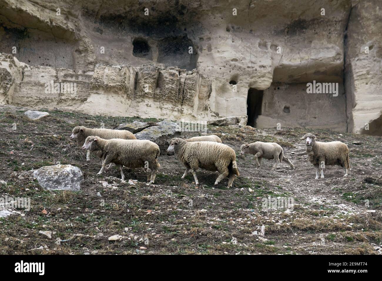 flock of sheep grazes on a sparse mountainside with an abandoned ...