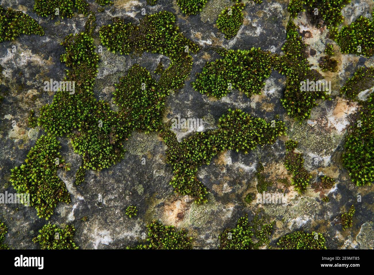 background, texture - spots of green moss on a natural rock surface ...