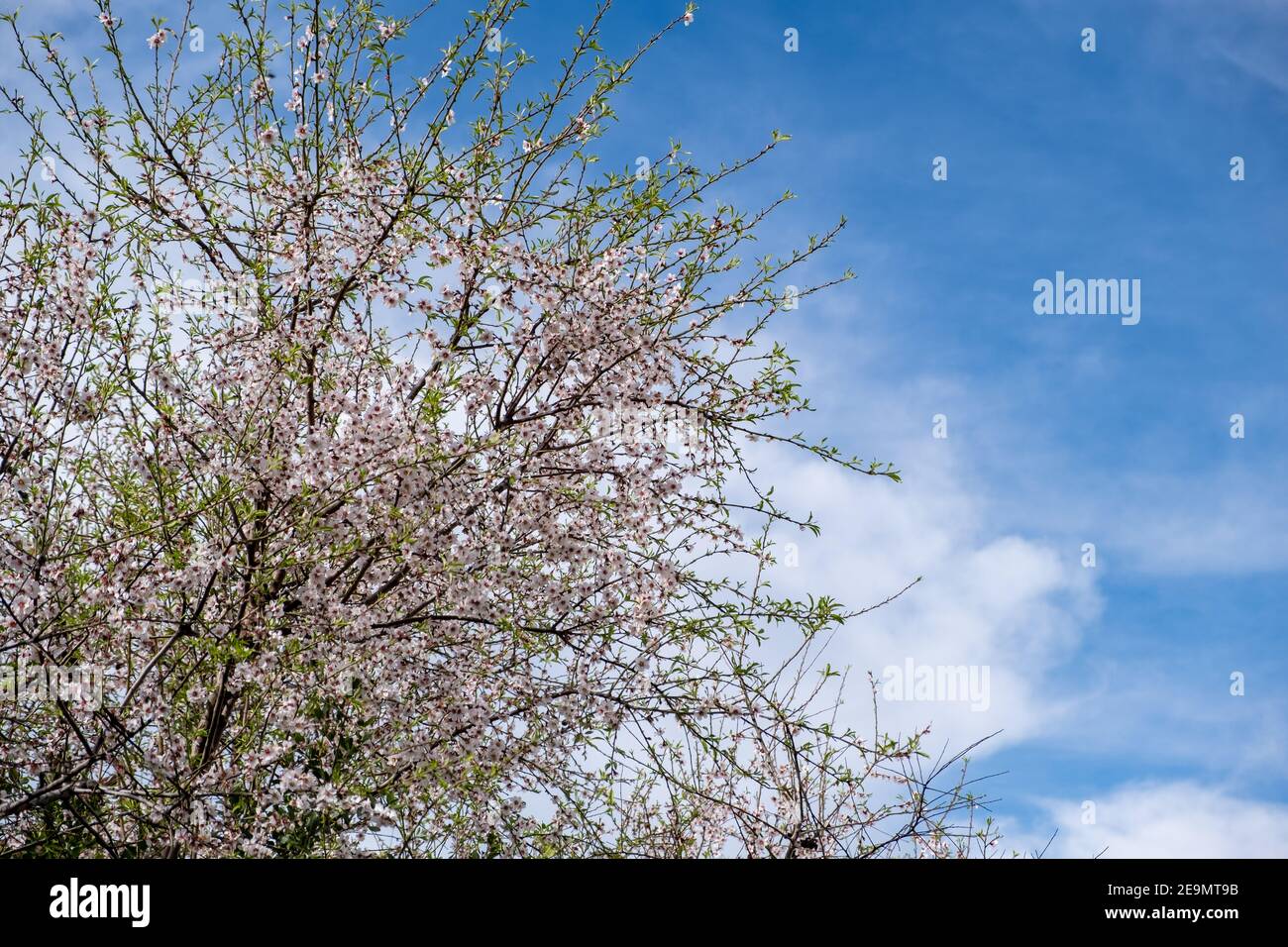 Spring blooming. Almond or cherry tree blossoming on cloudy blue sky ...